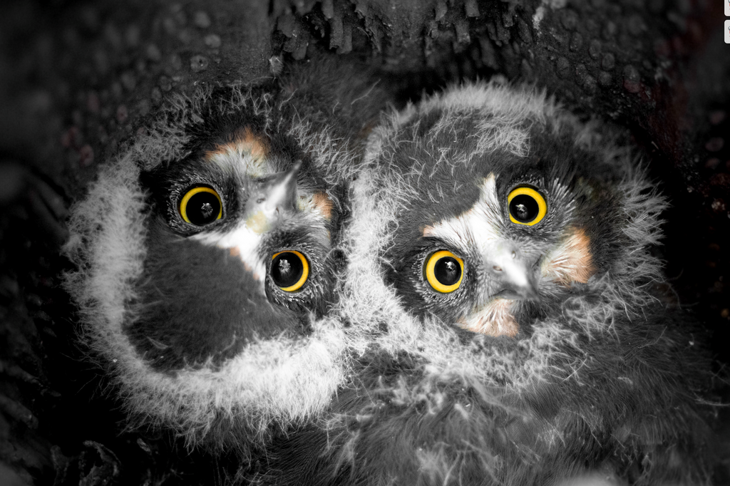 Grant Nicholson - Rua Pēpi Ruru – Skar Image Lab