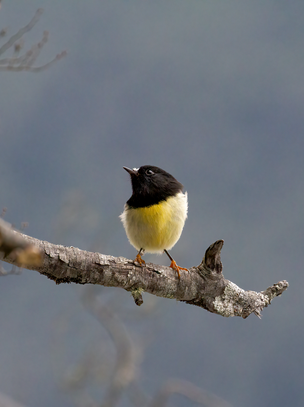 Kelly Chapman - "Is this my good side" - ngirungiru – Skar Image Lab