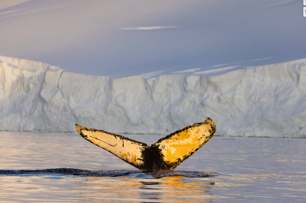 Scott Sinton - Southern Migrant – Skar Image Lab